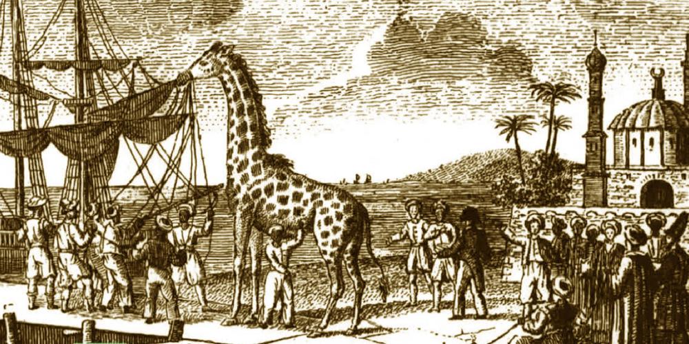 La fuite dans les calanques de Zarafa, la Girafe du Roi, 1826, Marseille